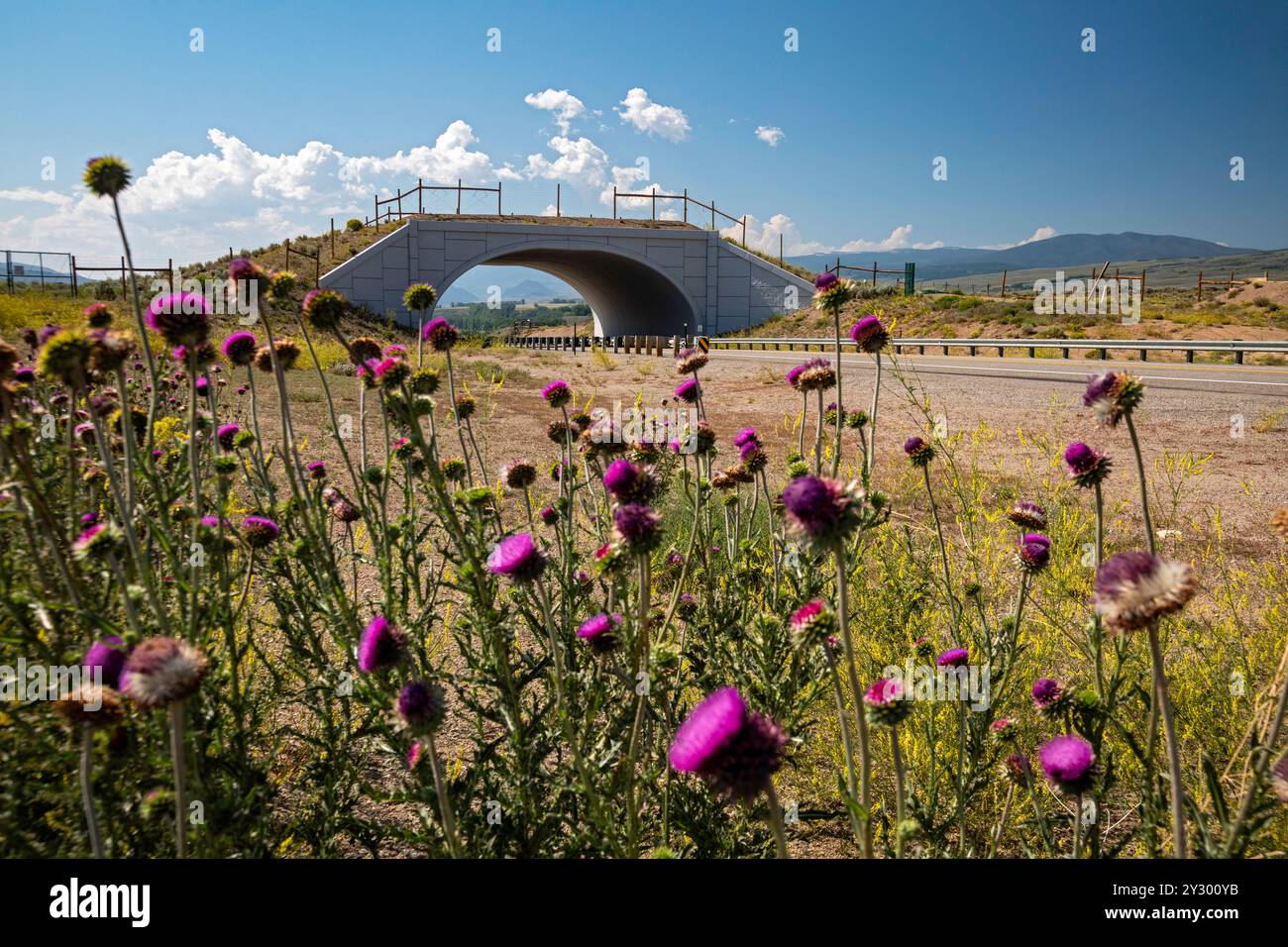 Kremmling, Colorado - A wildlife overpass that allows mule deer and ...