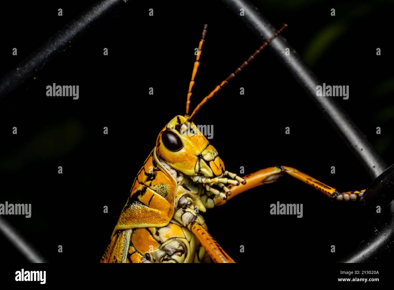 Lubbergrasshopper hi-res stock photography and images - Alamy