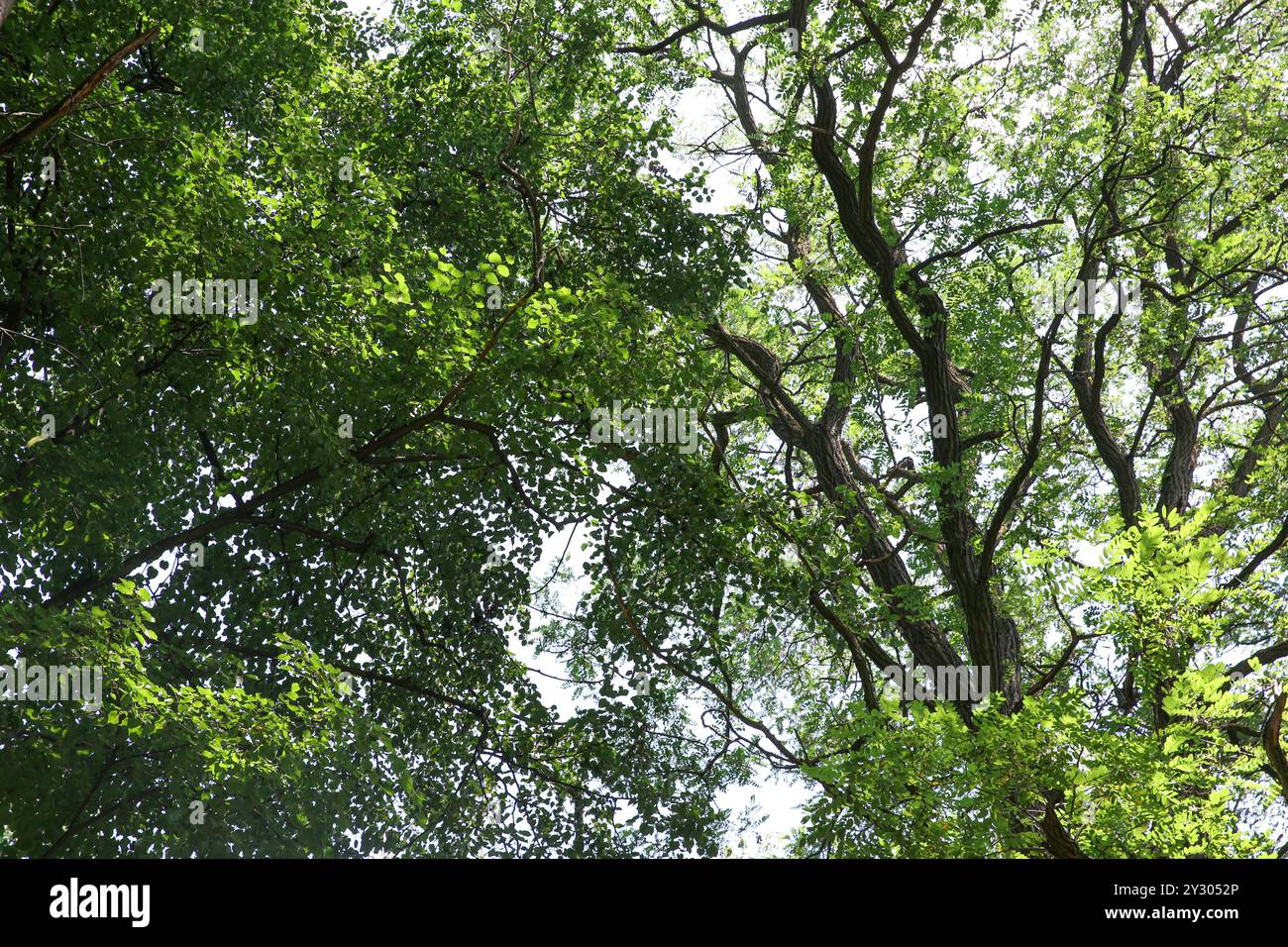 Branches of beautiful trees with green leaves outdoors, bottom view ...