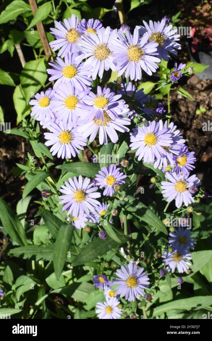 Symphyotrichum laeve smooth aster hi-res stock photography and images ...