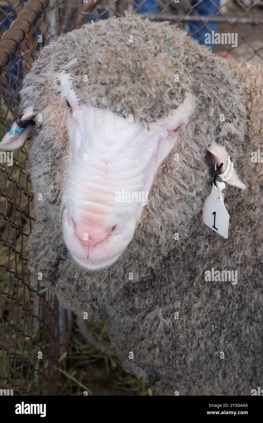 Face of Poll Merino ram at the 2024 Royal Adelaide Show Stock Photo - Alamy