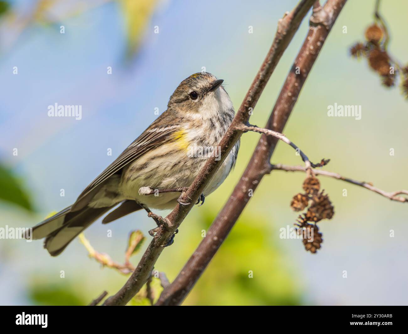 Myrtle Yellow-rumped Warbler in Fairbanks, Alaska Stock Photo - Alamy