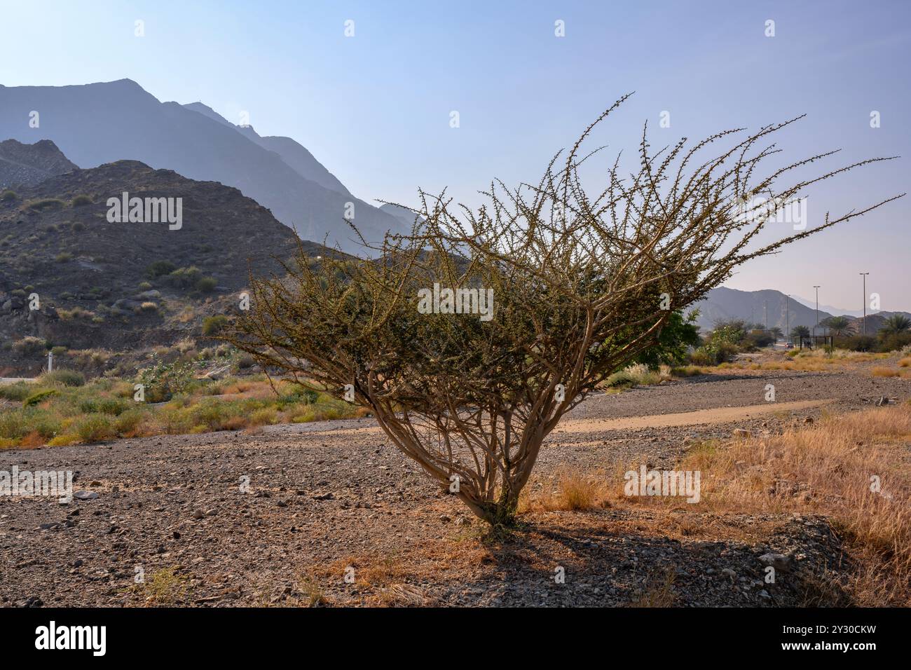 Acacia tree with thorns against the sky and mountains in the United ...