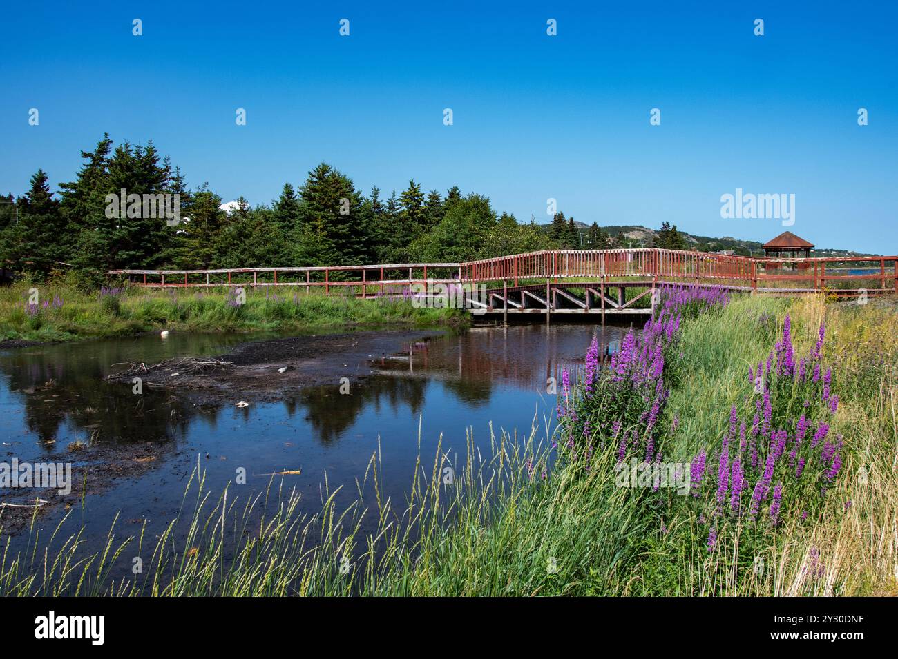 Wetland in Harbour Grace, Newfoundland & Labrador, Canada Stock Photo ...