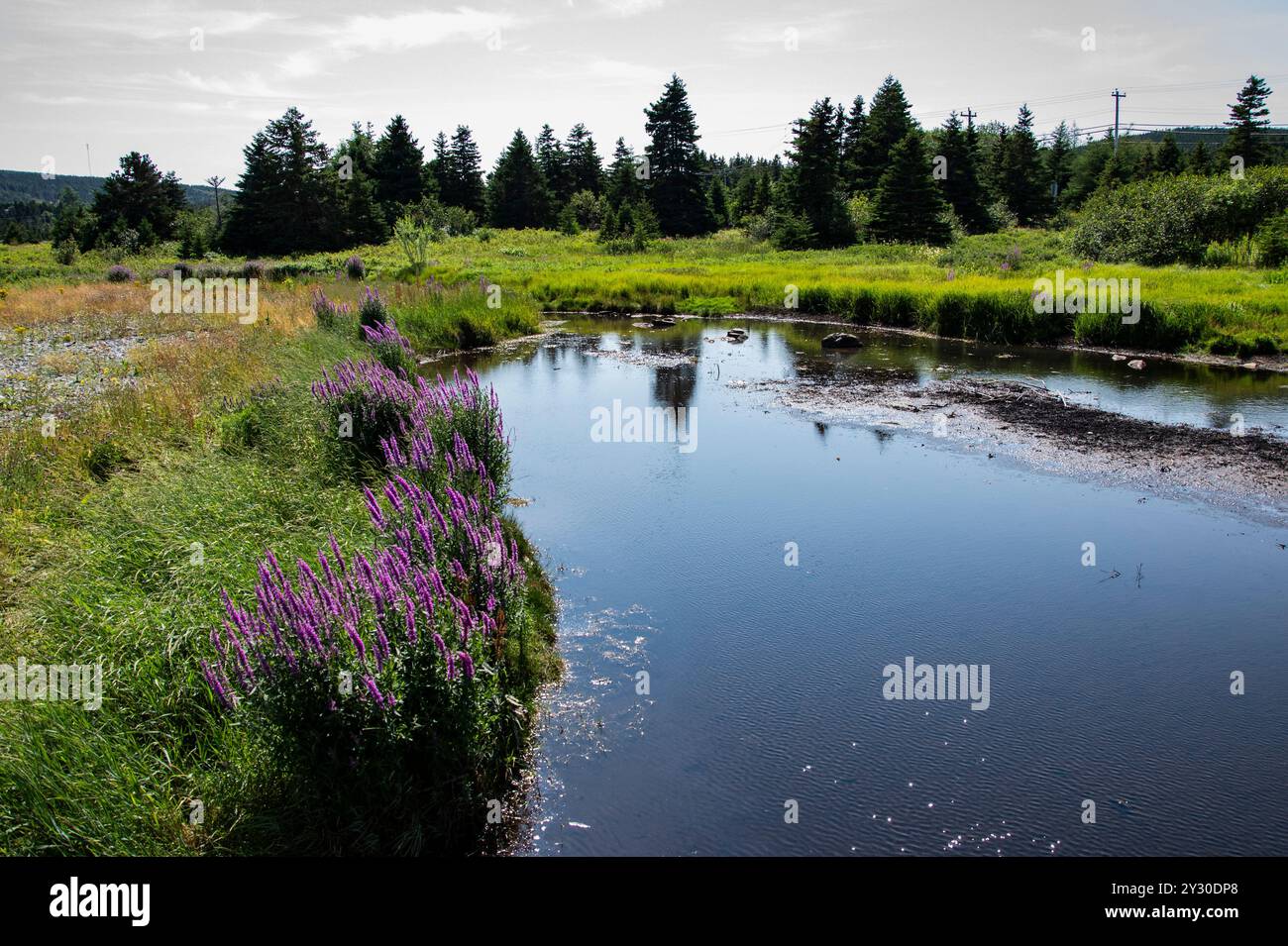 Wetland in Harbour Grace, Newfoundland & Labrador, Canada Stock Photo ...
