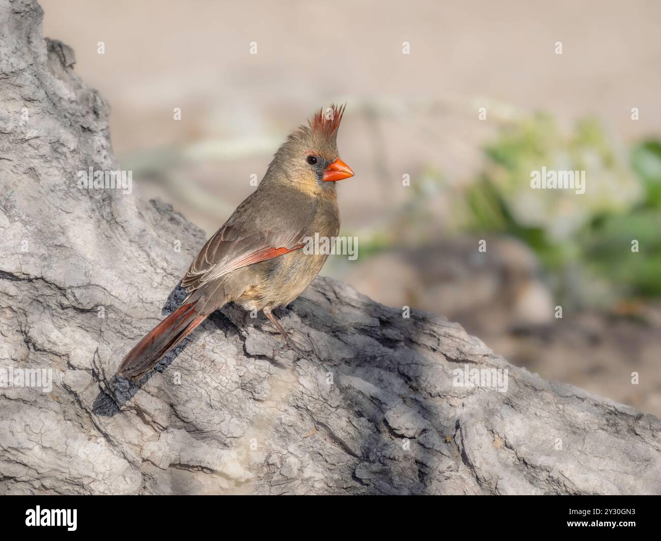 Female Northern Cardinal in Arizona Stock Photo - Alamy