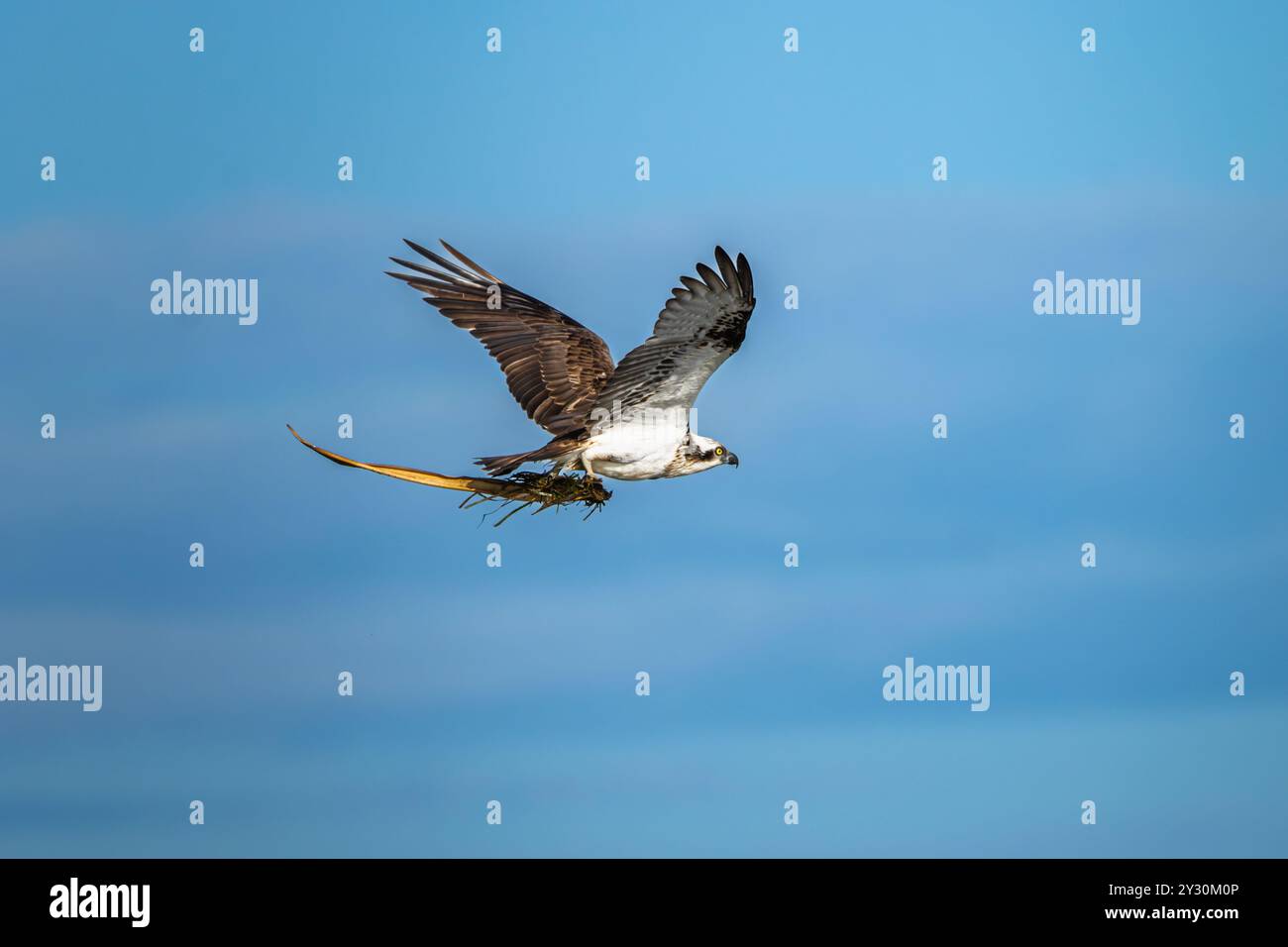 An Osprey in flight carrying nesting material Stock Photo - Alamy