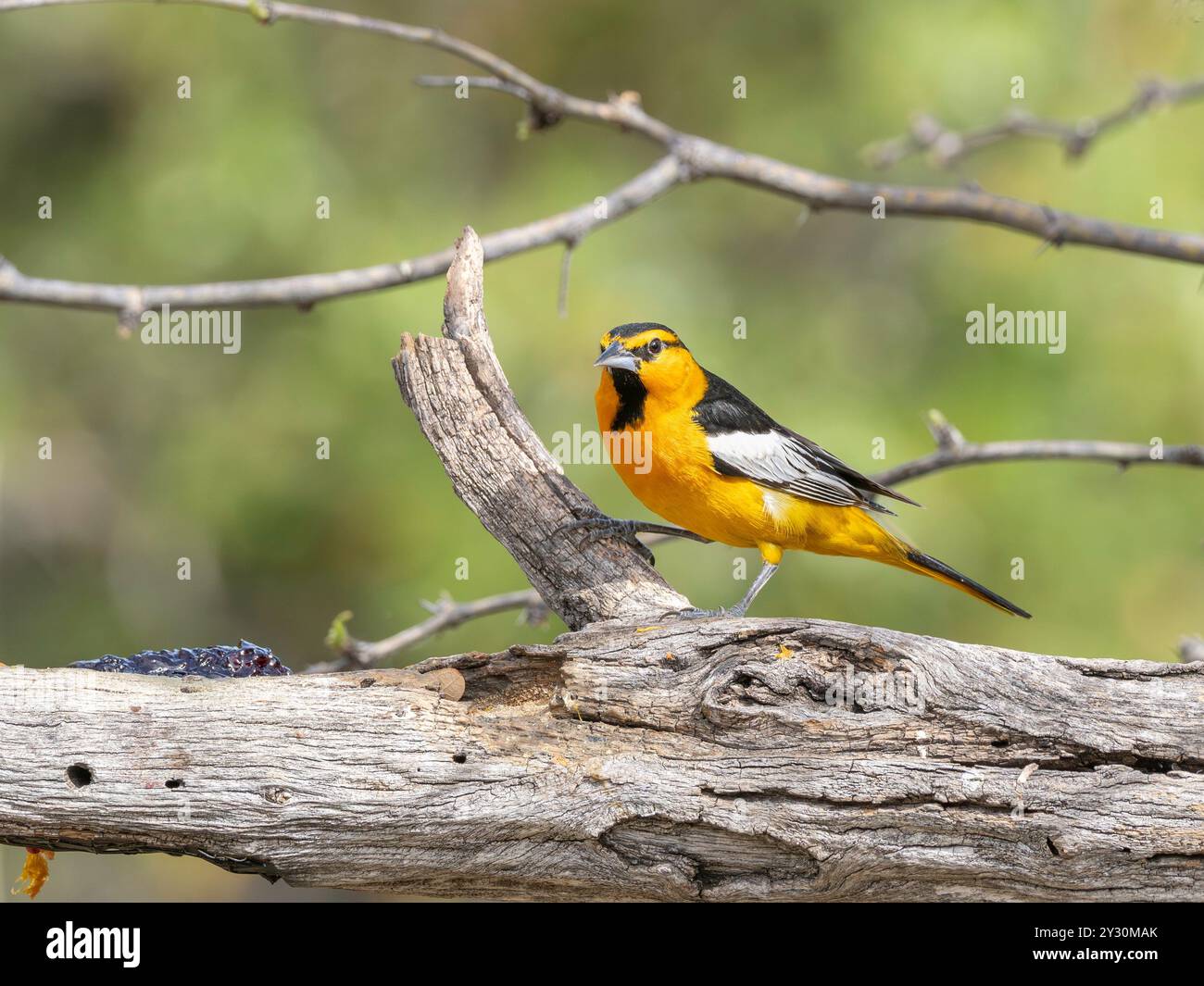 Male Bullock's Oriole in Southern Arizona Stock Photo - Alamy
