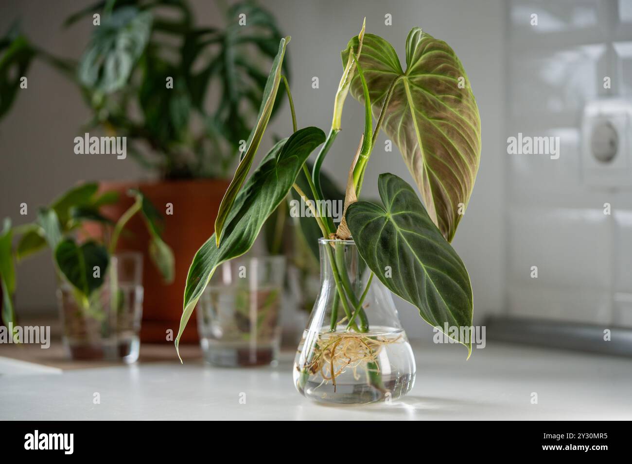 Sprouts of Philodendron Splendid plant in glass jar. Simple propagation ...