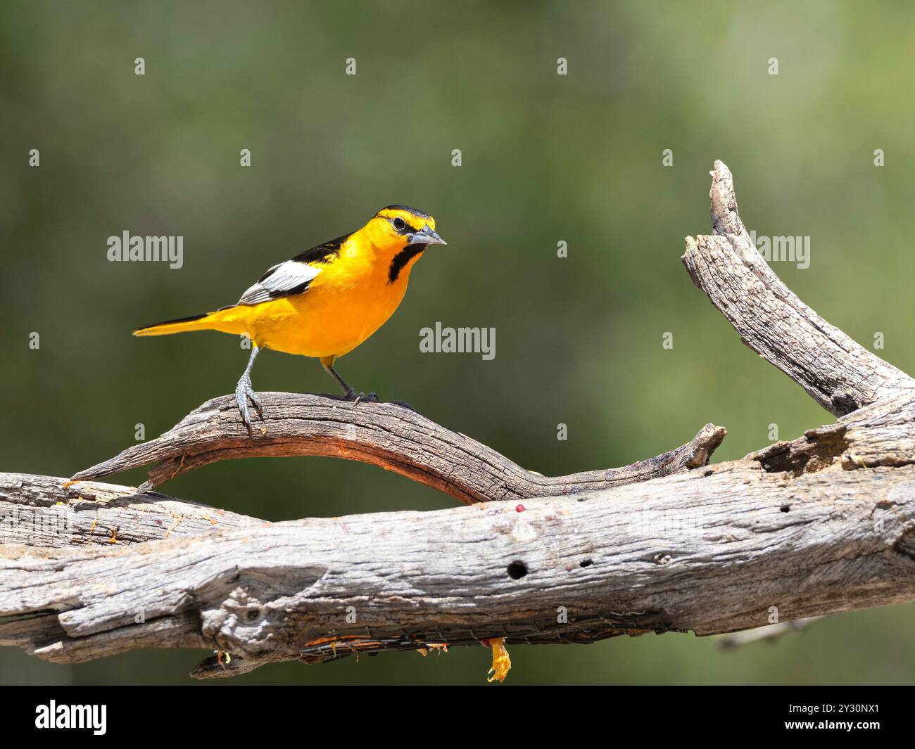 Male Bullock's Oriole in Southern Arizona Stock Photo - Alamy