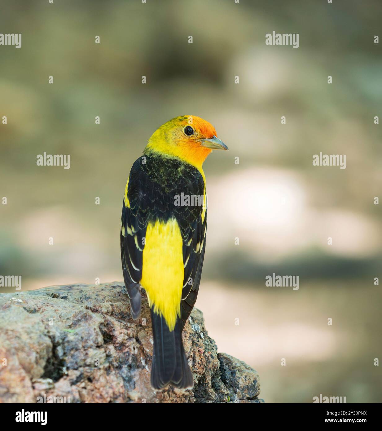 Colorful passerine bird hi-res stock photography and images - Alamy