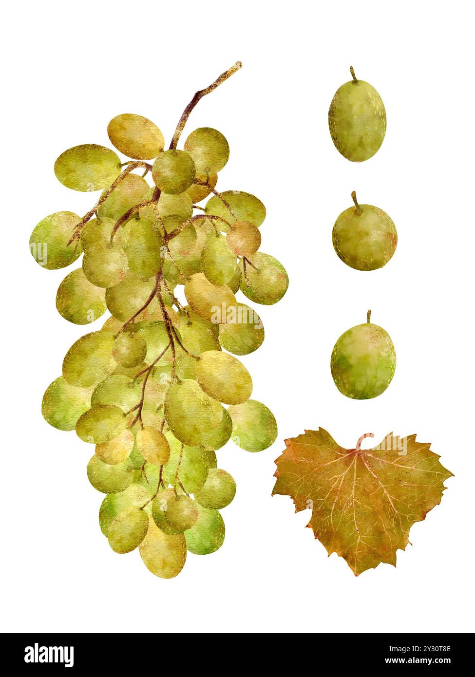 A beautiful watercolor painting that showcases a cluster of grapes ...