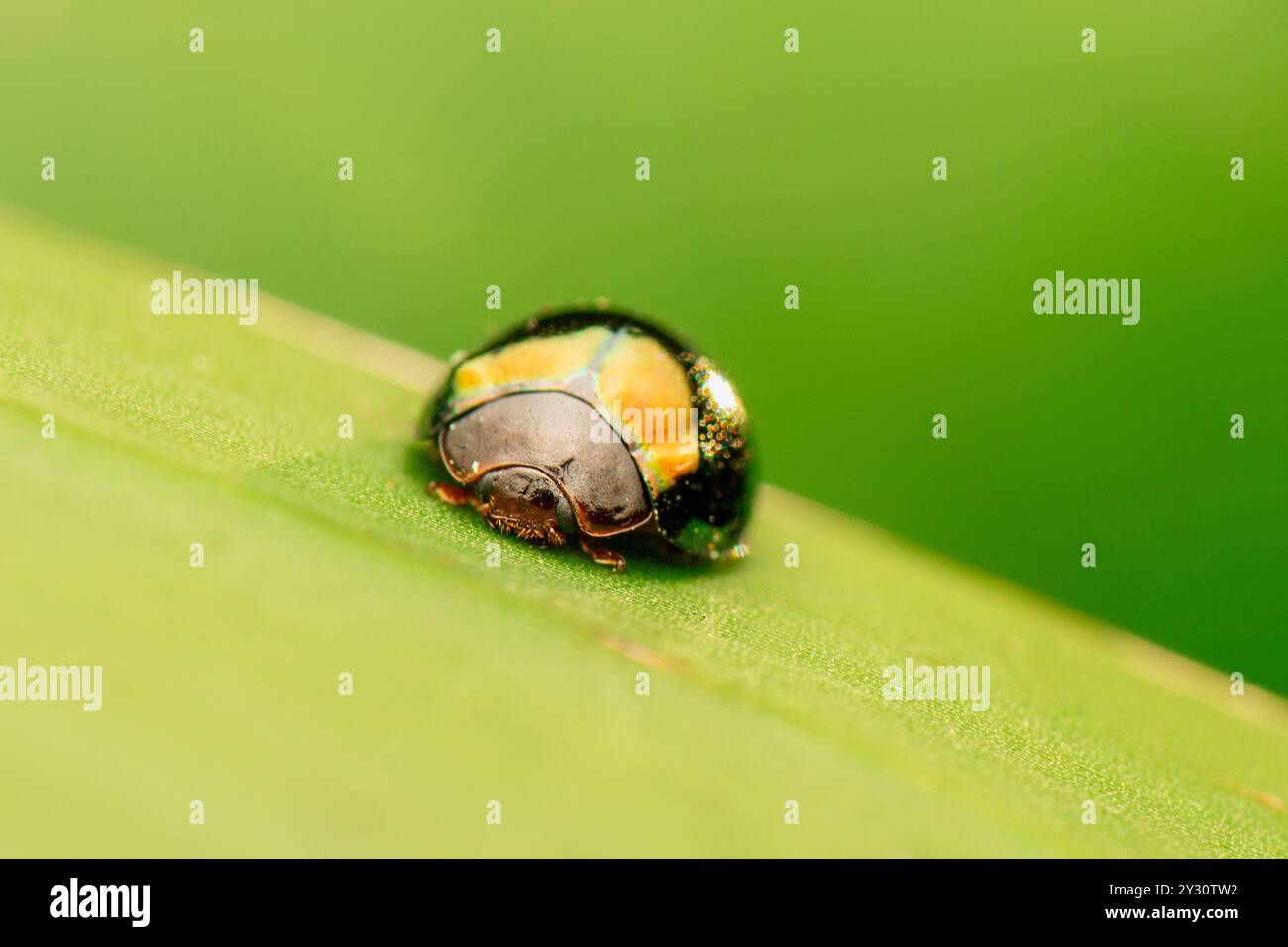 Halmus chalybeus, commonly known as the steelblue ladybird, is a ...