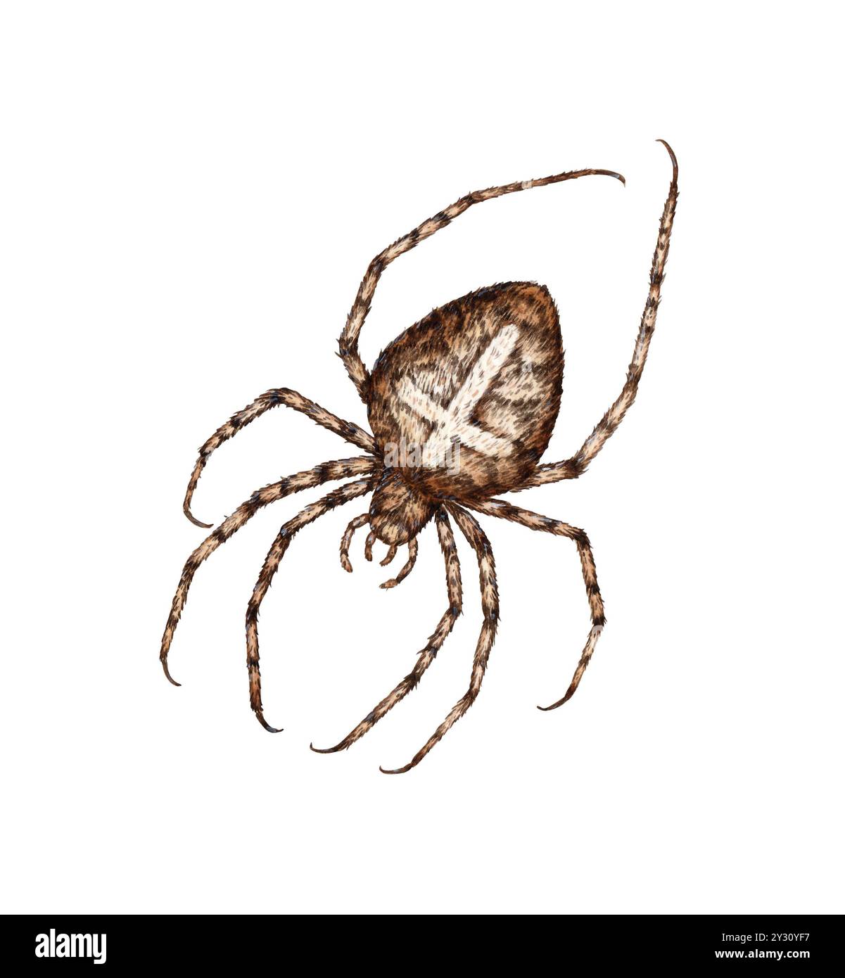 Brown spider with a cross on its back watercolor illustration ...