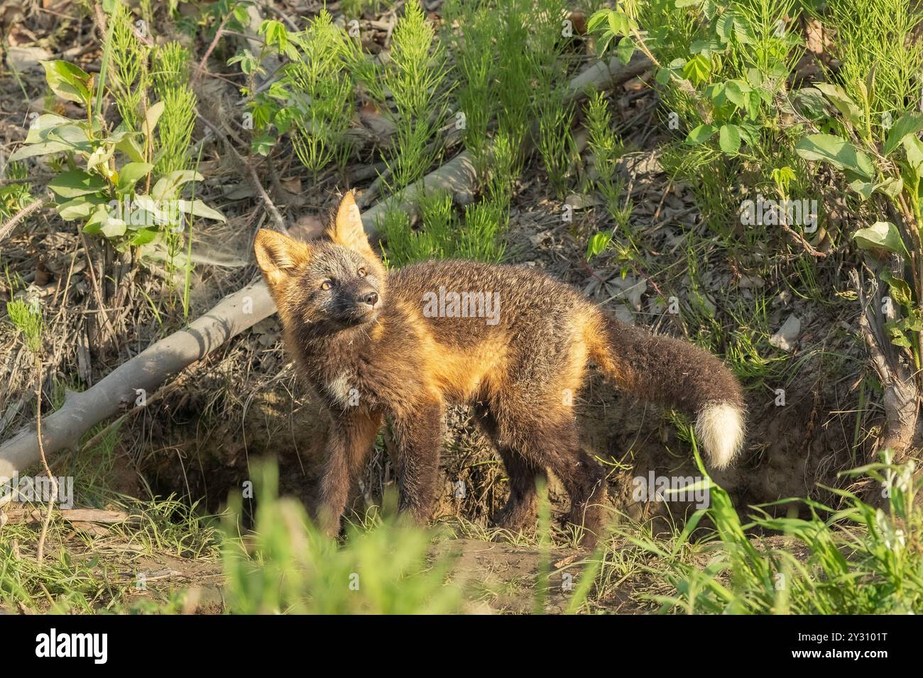 Alaskan Red fox siblings playing Stock Photo - Alamy