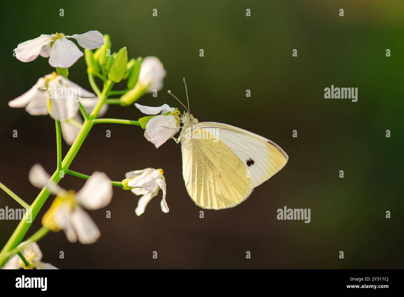 Pieris rapae is a small to medium sized butterfly species of the whites ...