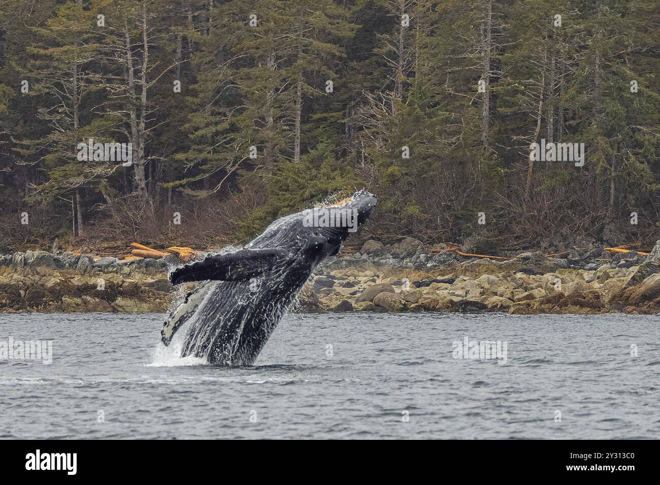 Humpback Whale Breaching in Sitka Alaska Stock Photo - Alamy