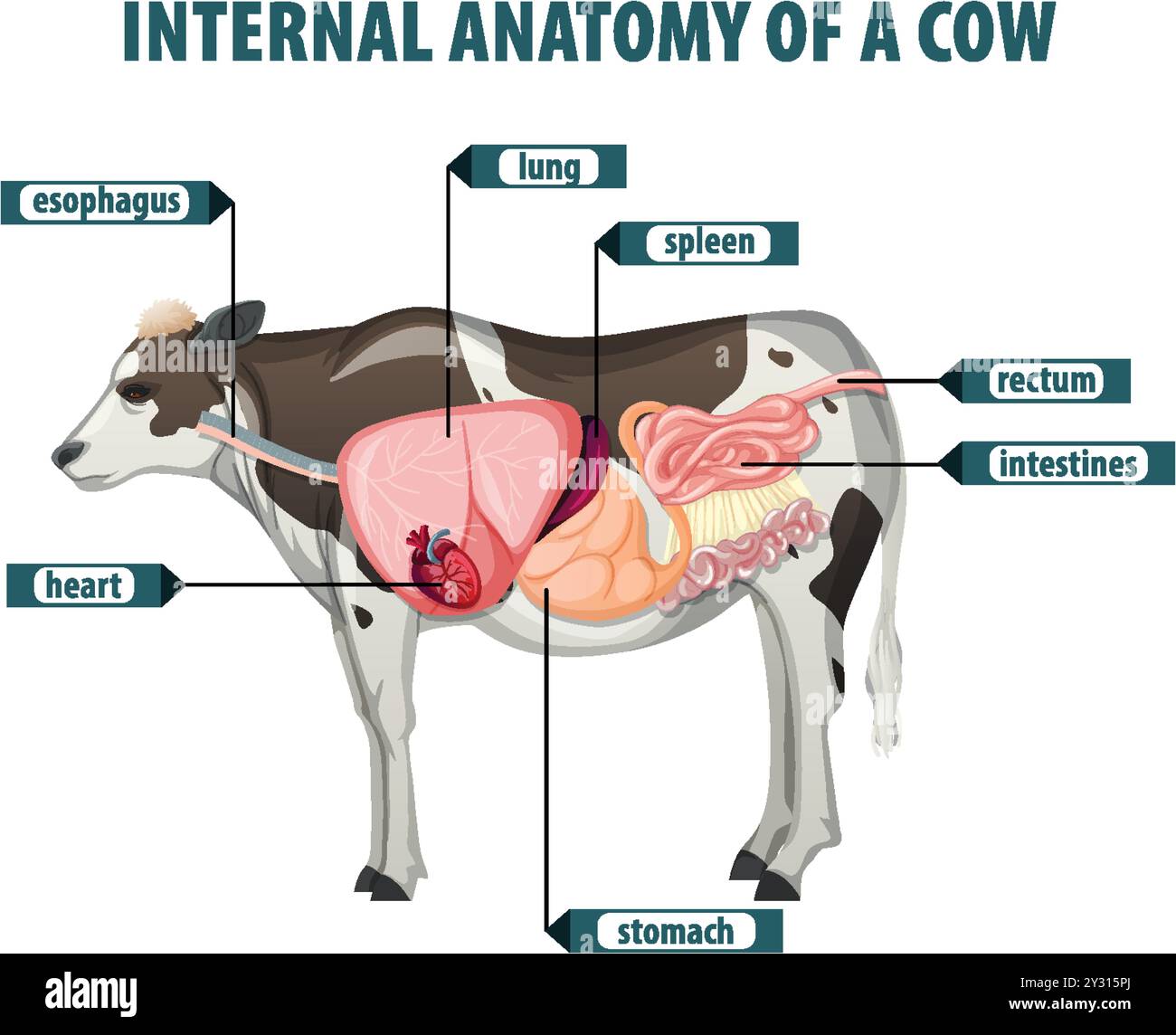 Detailed diagram of cow's internal organs Stock Vector Image & Art - Alamy Detailed diagram of cow's internal organs Stock Vector Image & Art - Alamy