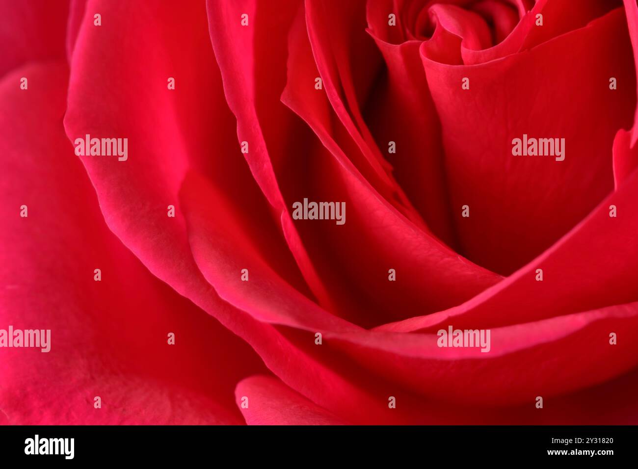 Rose flower close up landscape hi-res stock photography and images - Alamy