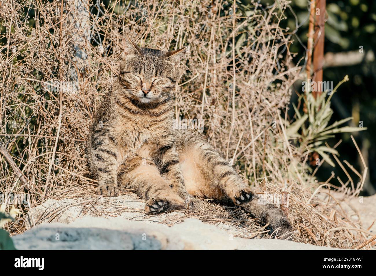 A cute happy grey tabby kitten lies and rests on the floor of the park ...