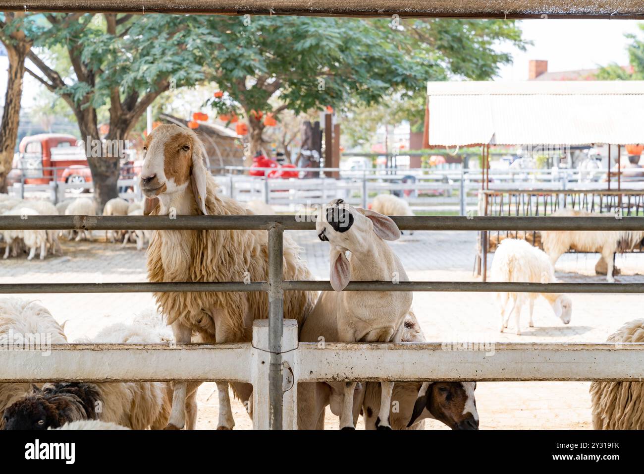 Beautiful cute sheep with curly hair suckling milk from a feeding ...