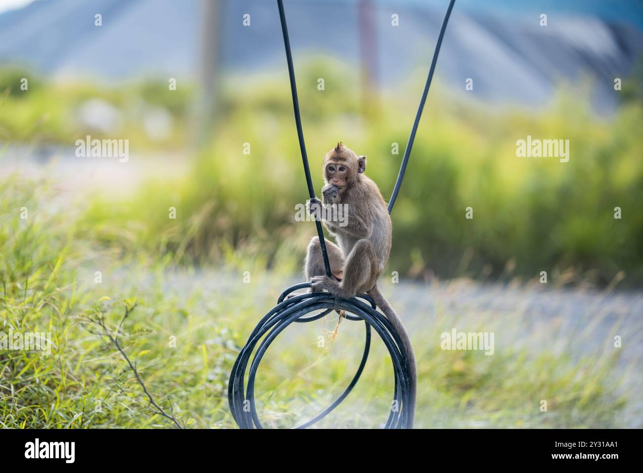 Little monkey is sitting on rubber cable among concrete road blur ...