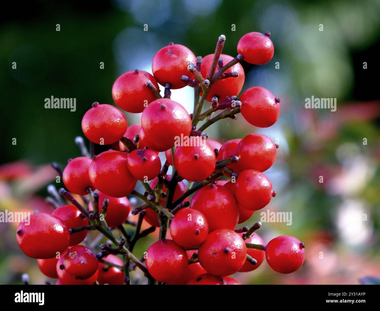 sacred bamboo fruit Stock Photo - Alamy
