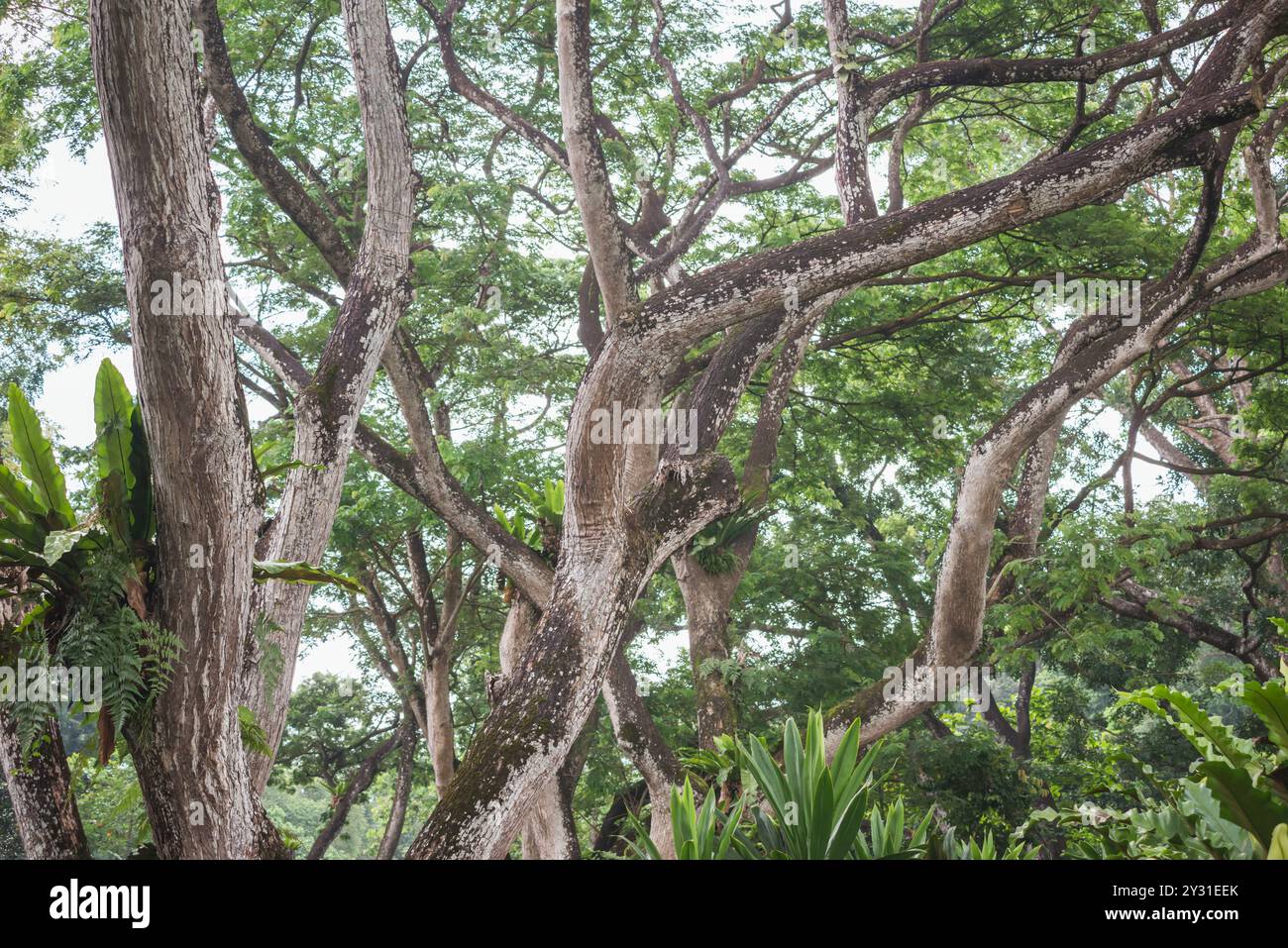 Chaotic landscape of trees hi-res stock photography and images - Alamy