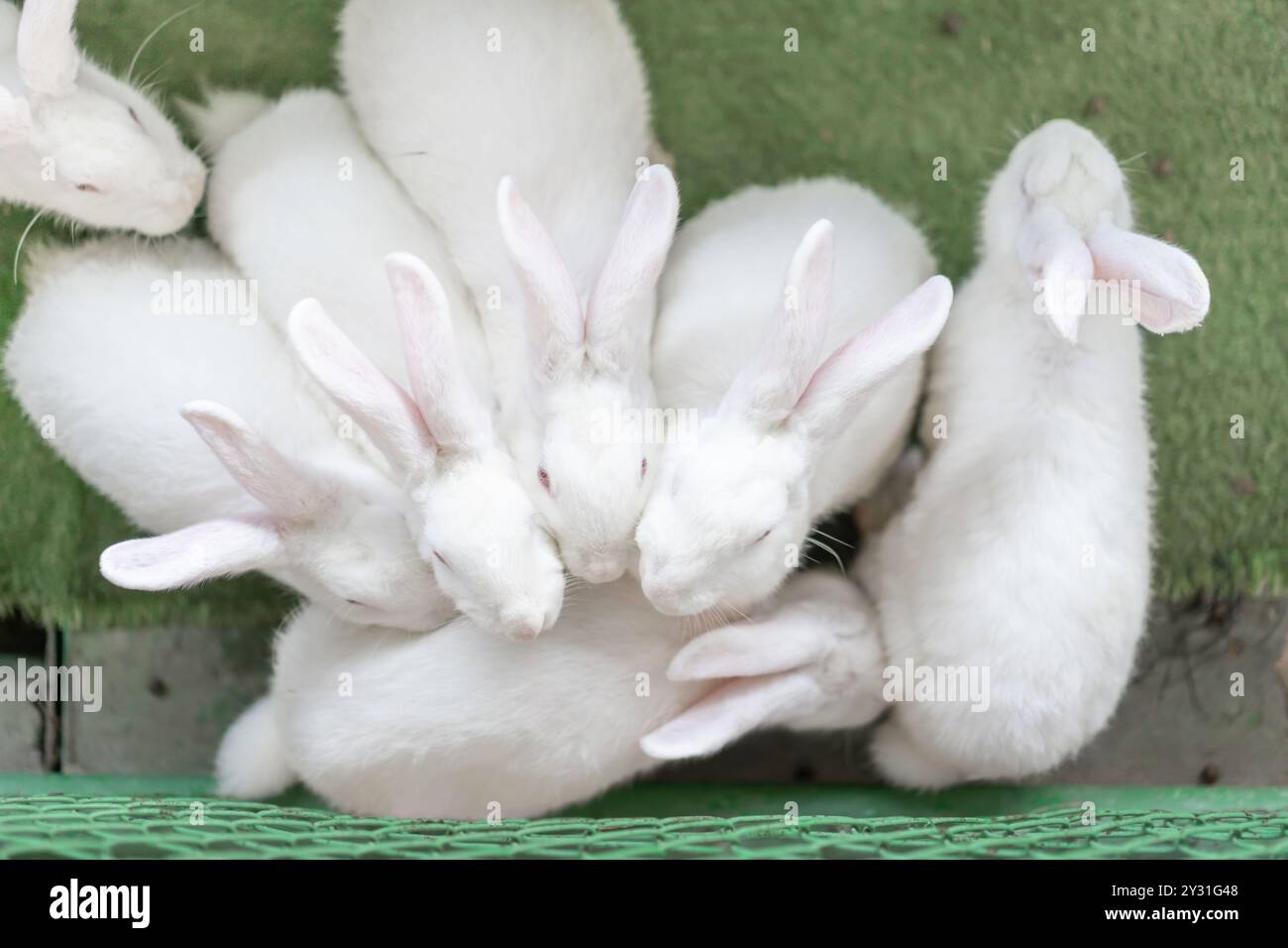 White rabbit group on green grass. Group of healthy Lovely bunny ...