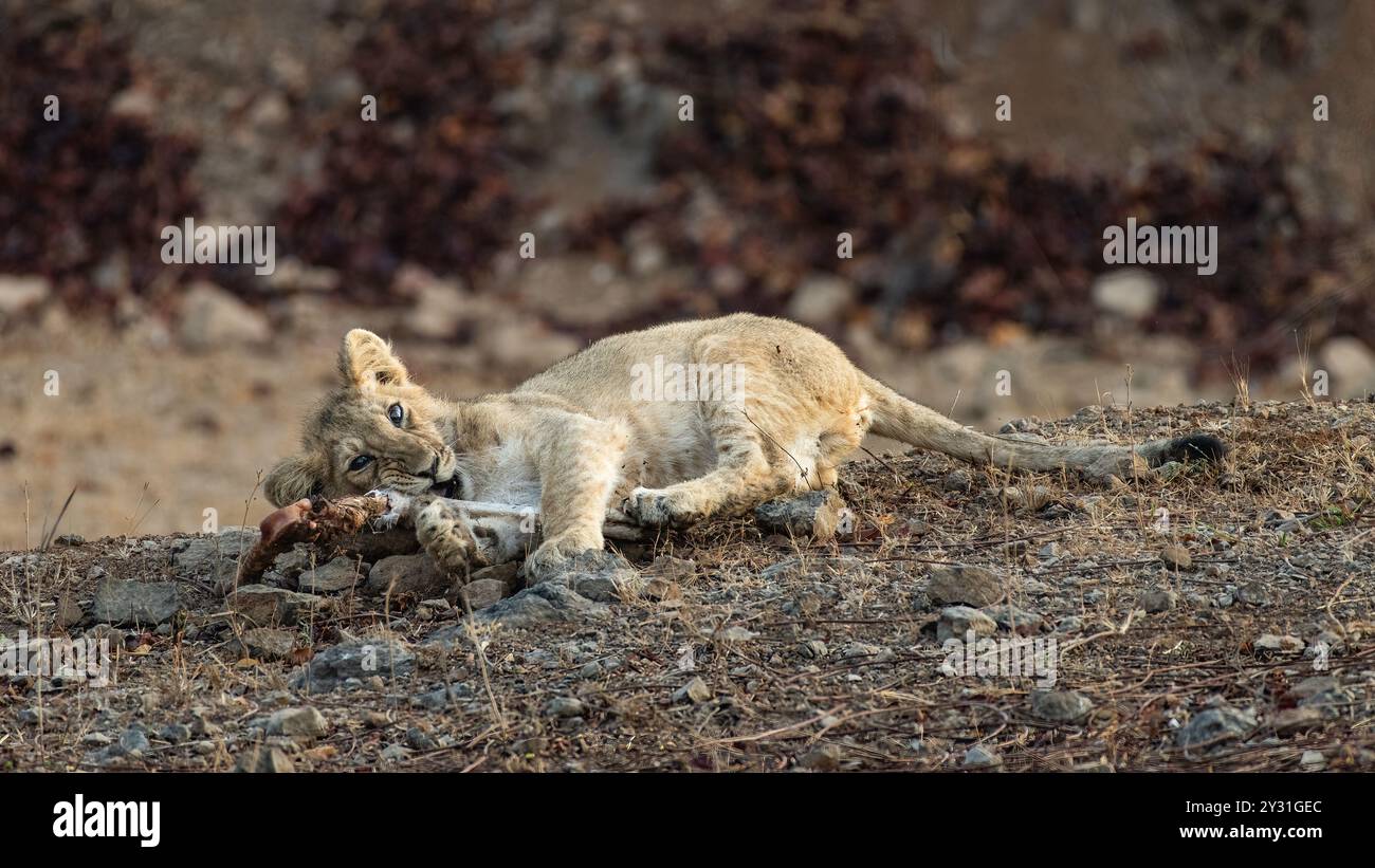 Gir lion getaway hi-res stock photography and images - Alamy