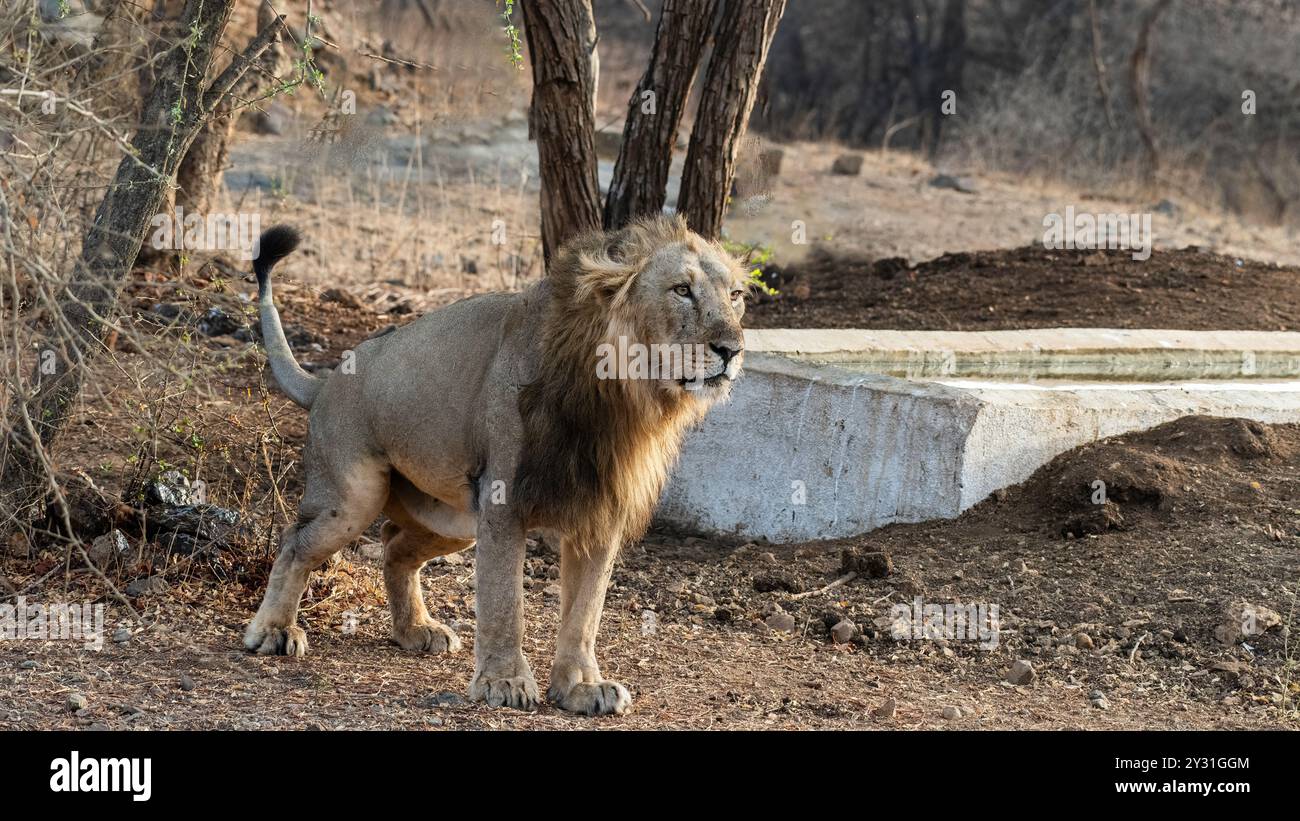 Lion escape hi-res stock photography and images - Alamy