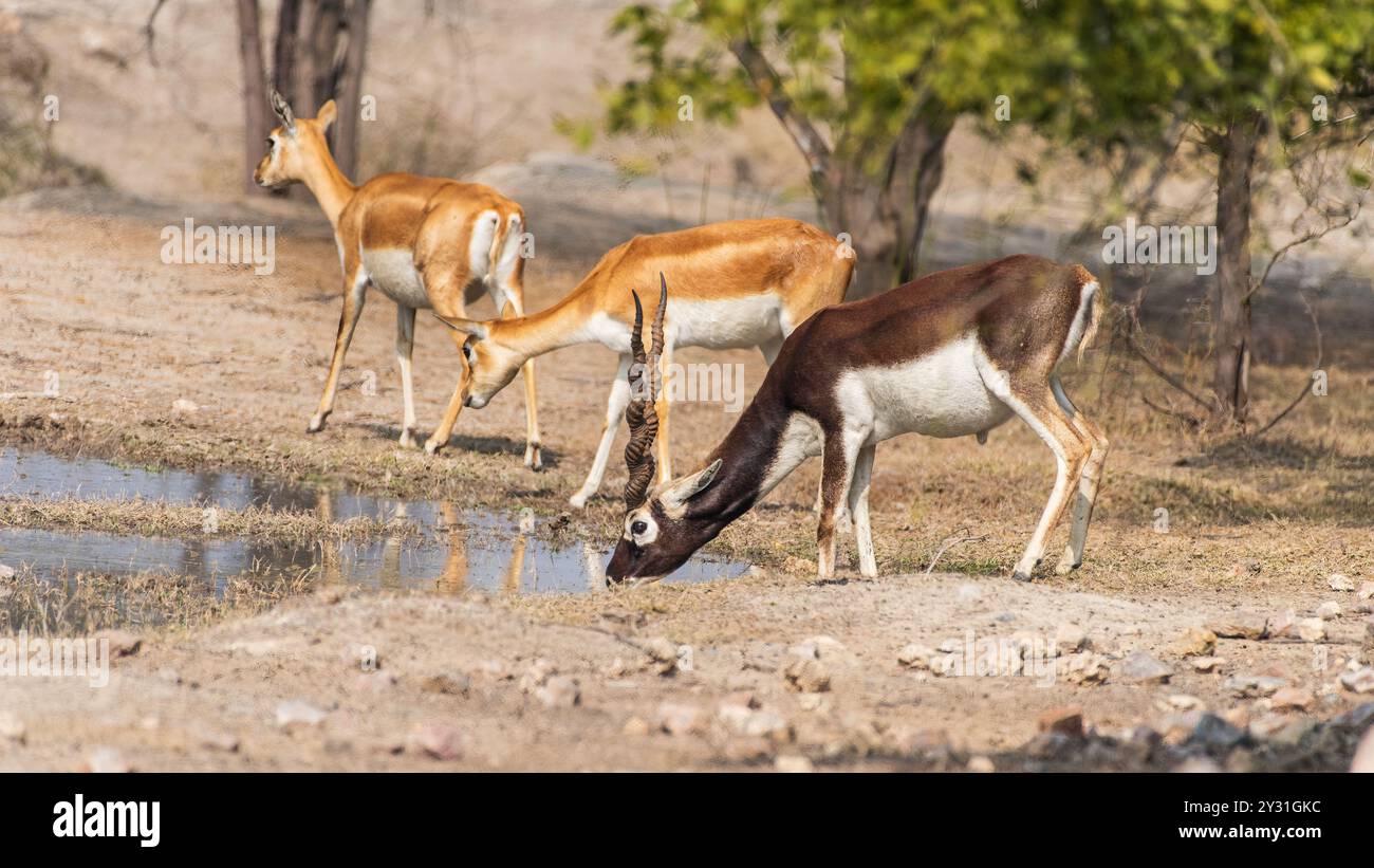Spotted in plains of pakistan hi-res stock photography and images - Alamy