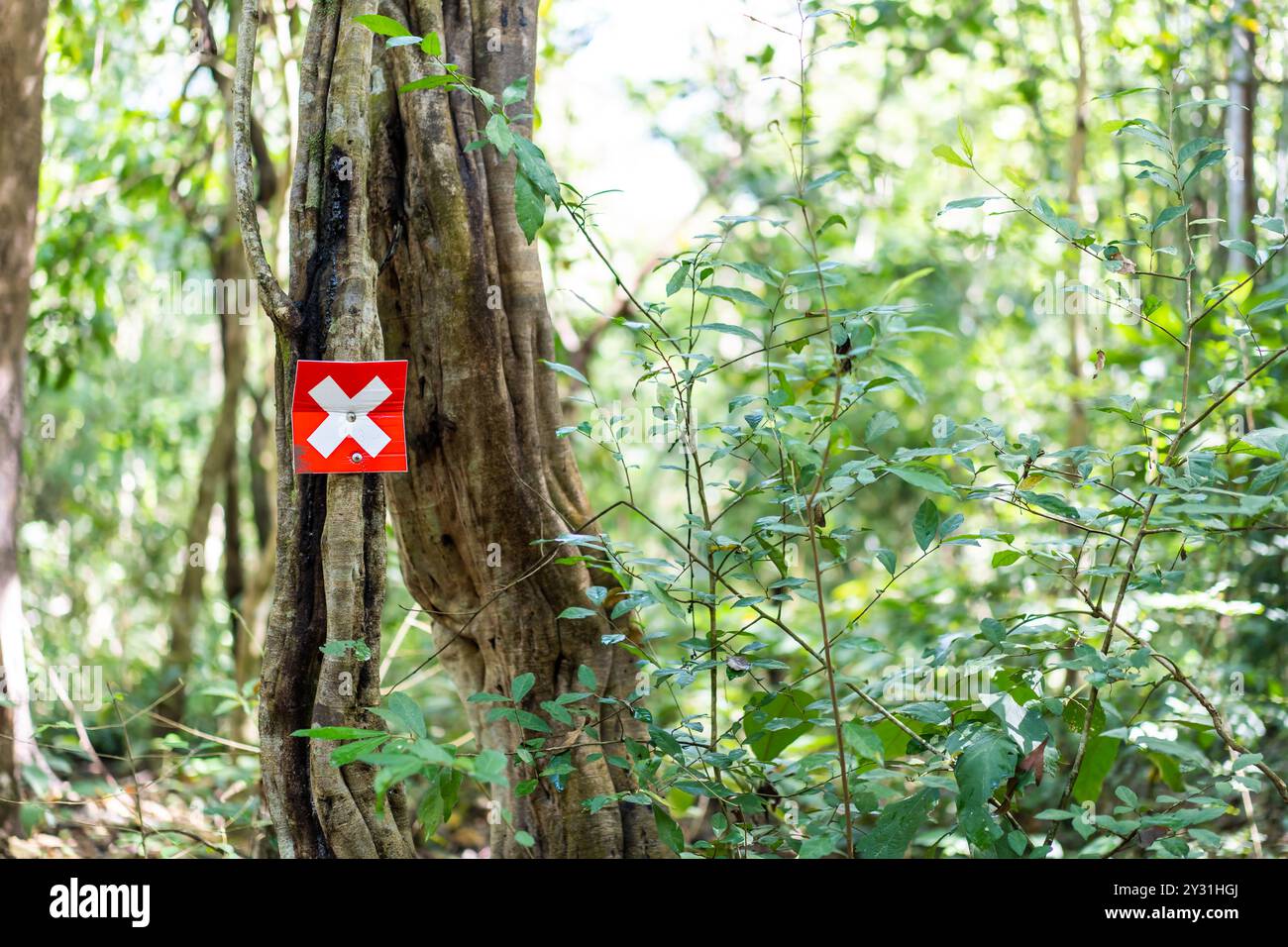 Shot of trunk of tree with a white x sign painted on the red board. One ...