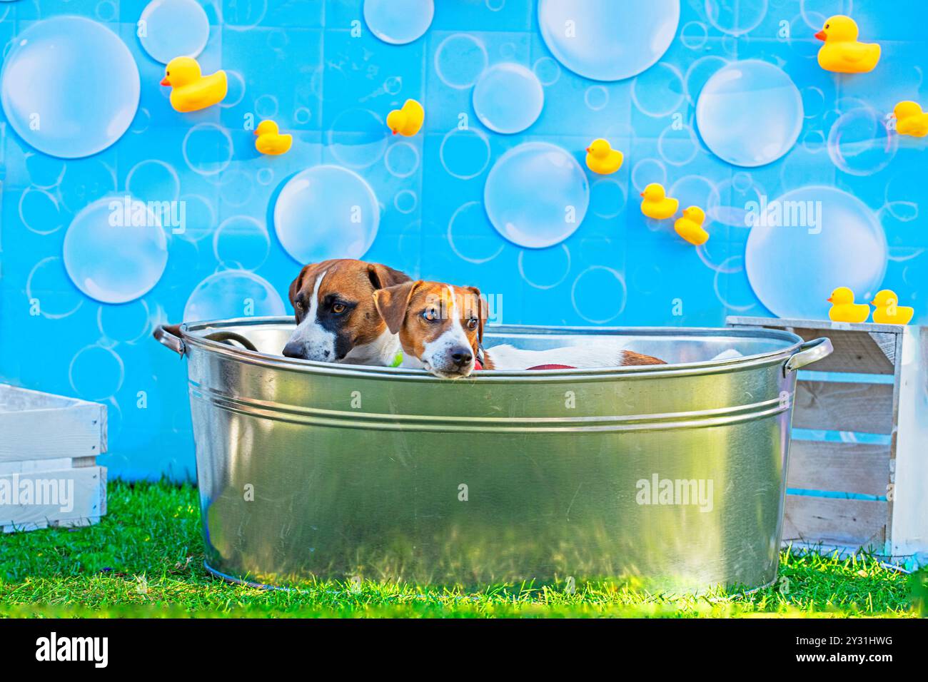 cute Jack Russell Terrier in a basin with a soft blue background with ...
