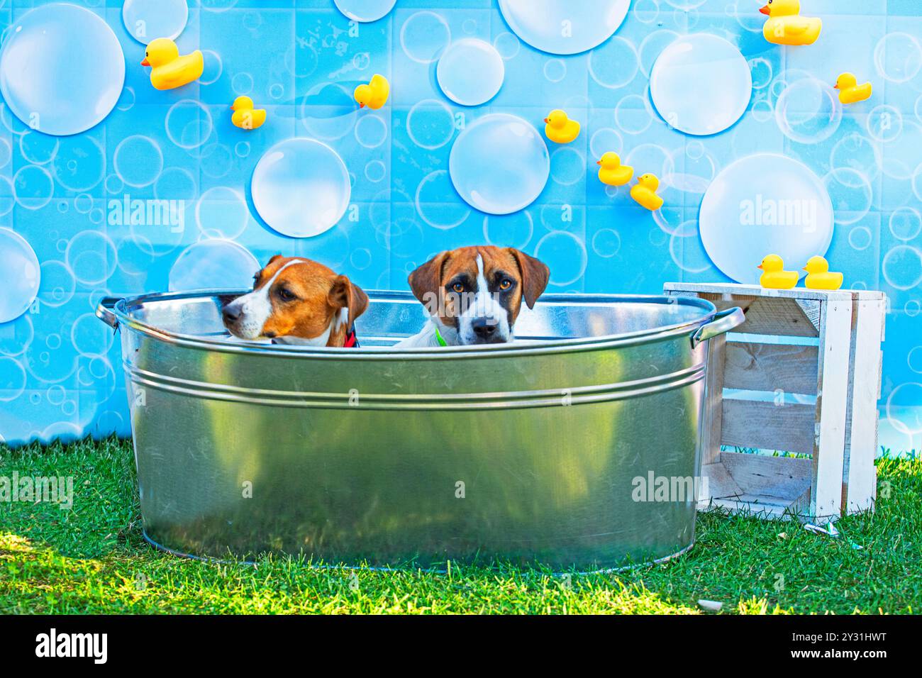 cute Jack Russell Terrier in a basin with a soft blue background with ...