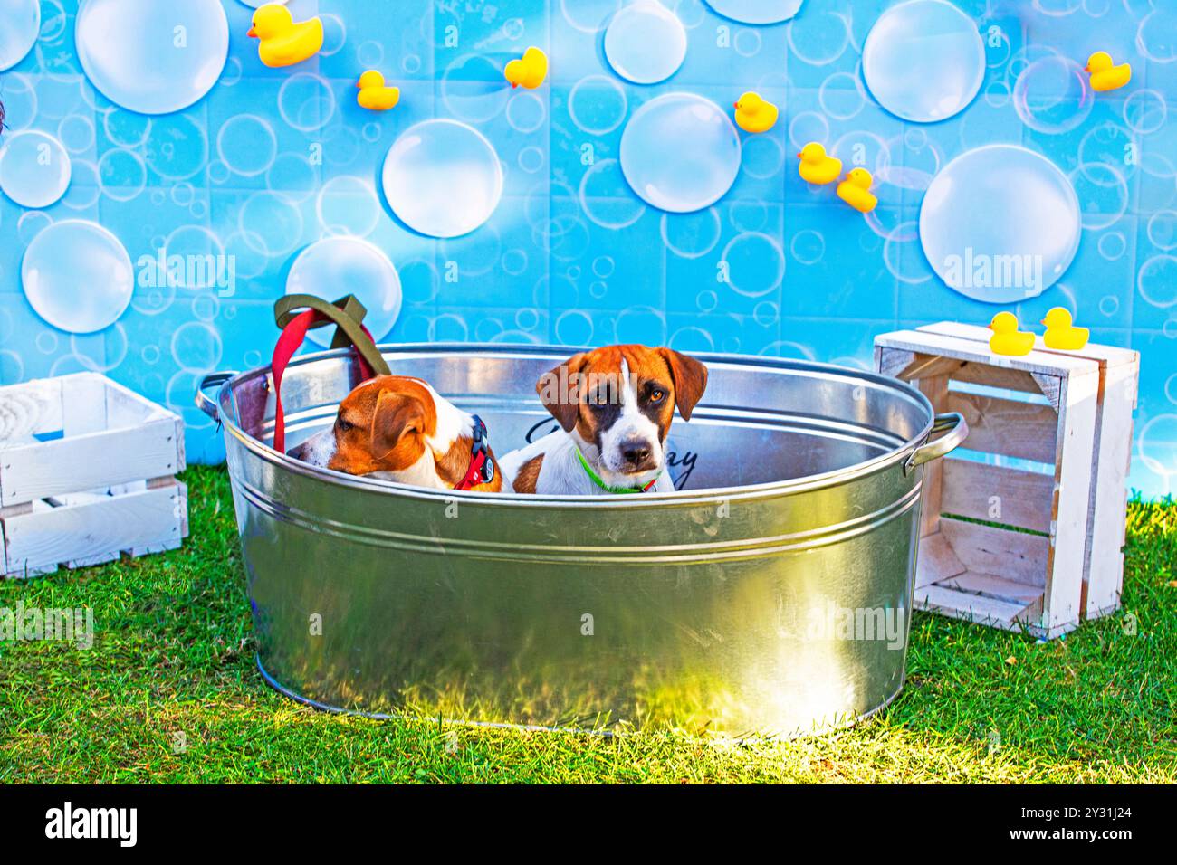 cute jack russell terrier puppies in a basin with a soft blue ...