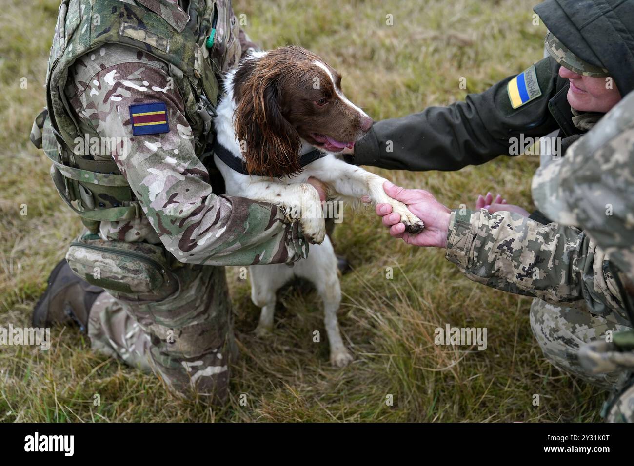 Ukrainian army personnel meet military working dog Sophie and her ...