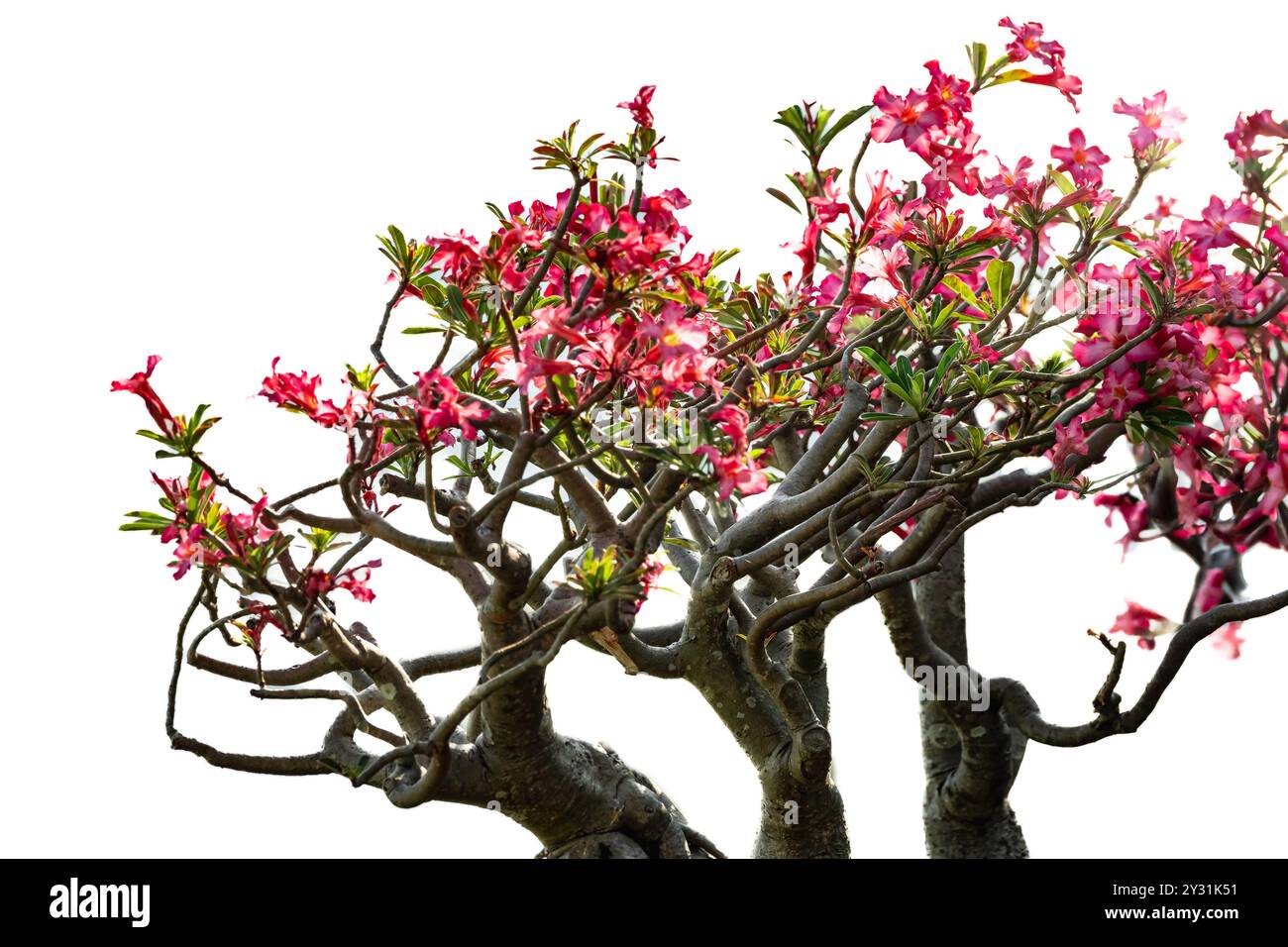 Pink azalea tree on a white background. Pink flowers Adenium Desert ...