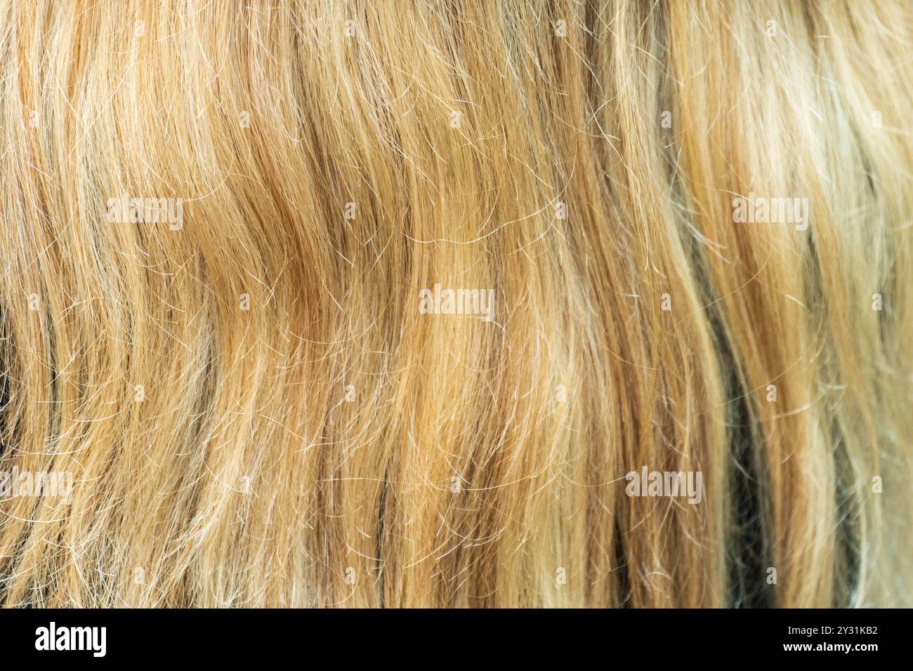 Blond Hair: Pattern and Texture. Background Stock Photo - Alamy