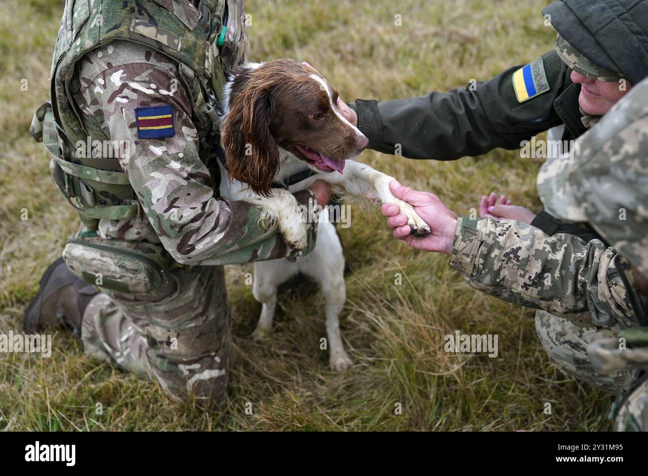 Ukrainian army personnel meet military working dog Sophie and her ...