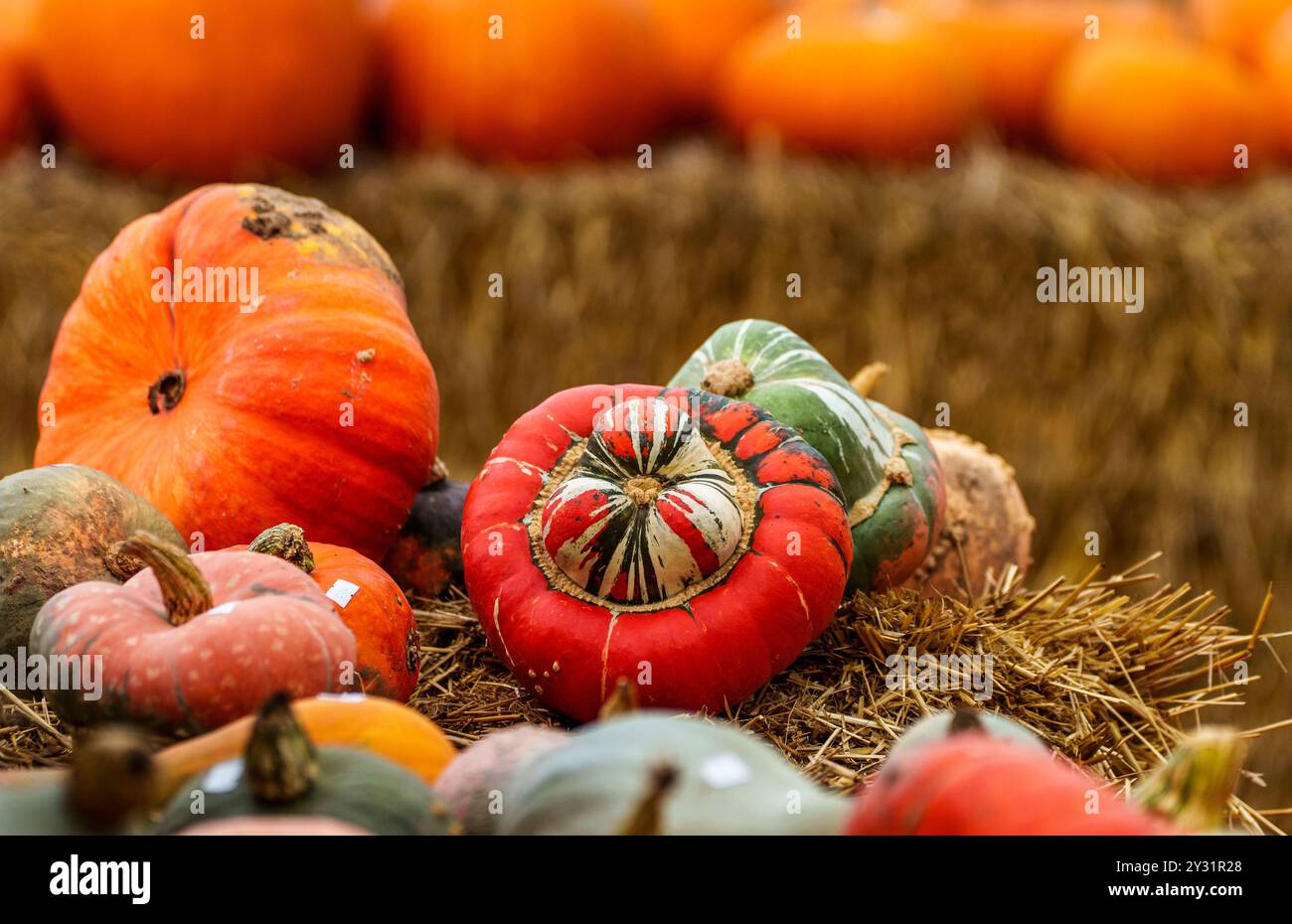 PRODUCTION - 11 September 2024, Hesse, Groß-Umstadt: Pumpkins are for ...
