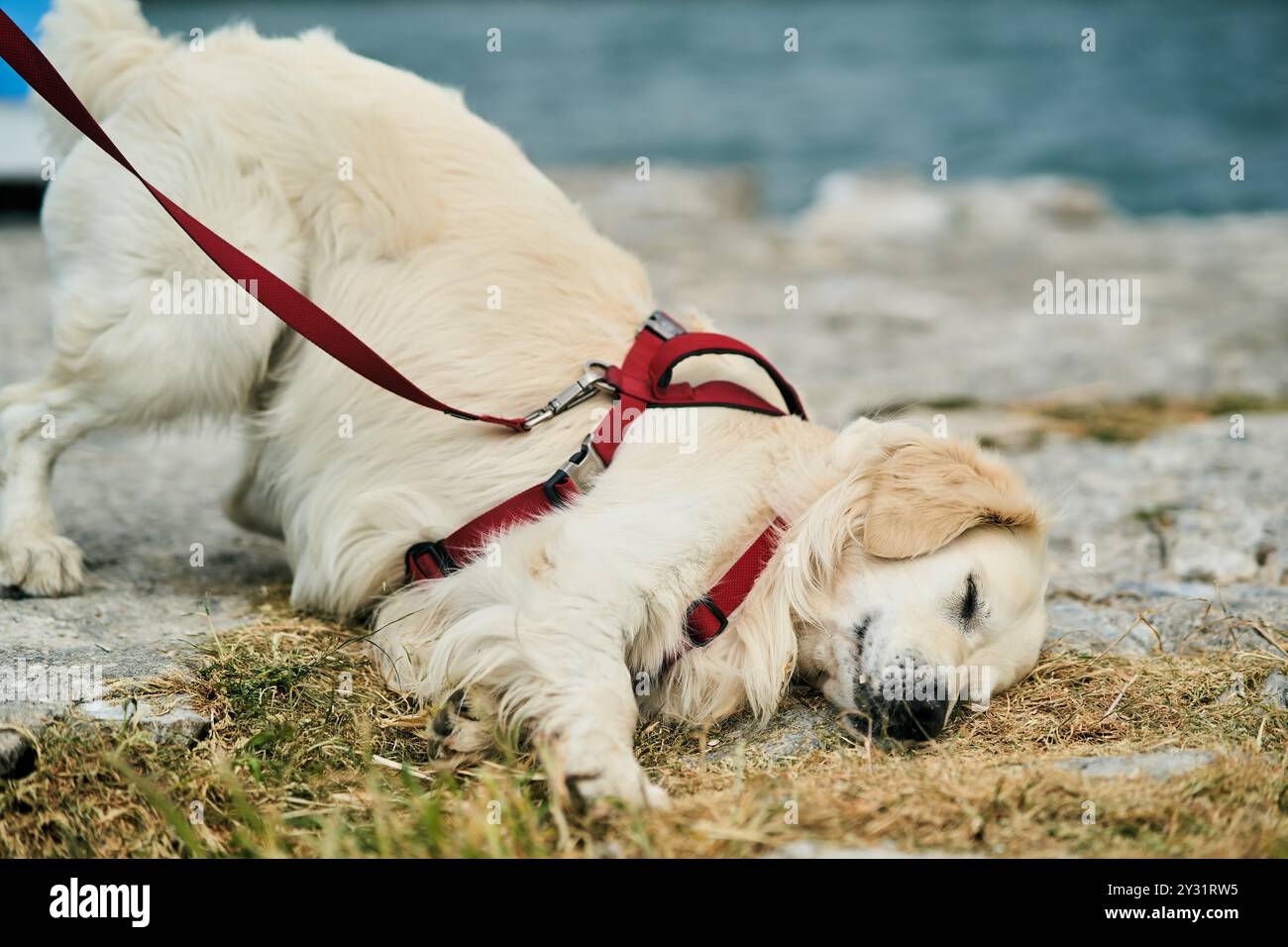 Portrait of a handsome golden labrador retriever Stock Photo - Alamy
