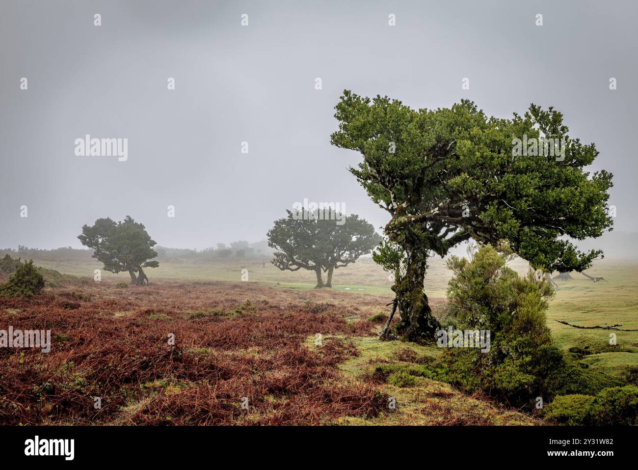 Bizarre trees in the fog in the fanal forest on Madeira, Portugal Stock ...