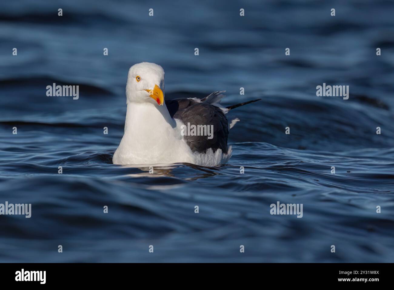 Yellow-footed Gull, Santa Rosalia, Baja California, Mexico, March 2018 ...