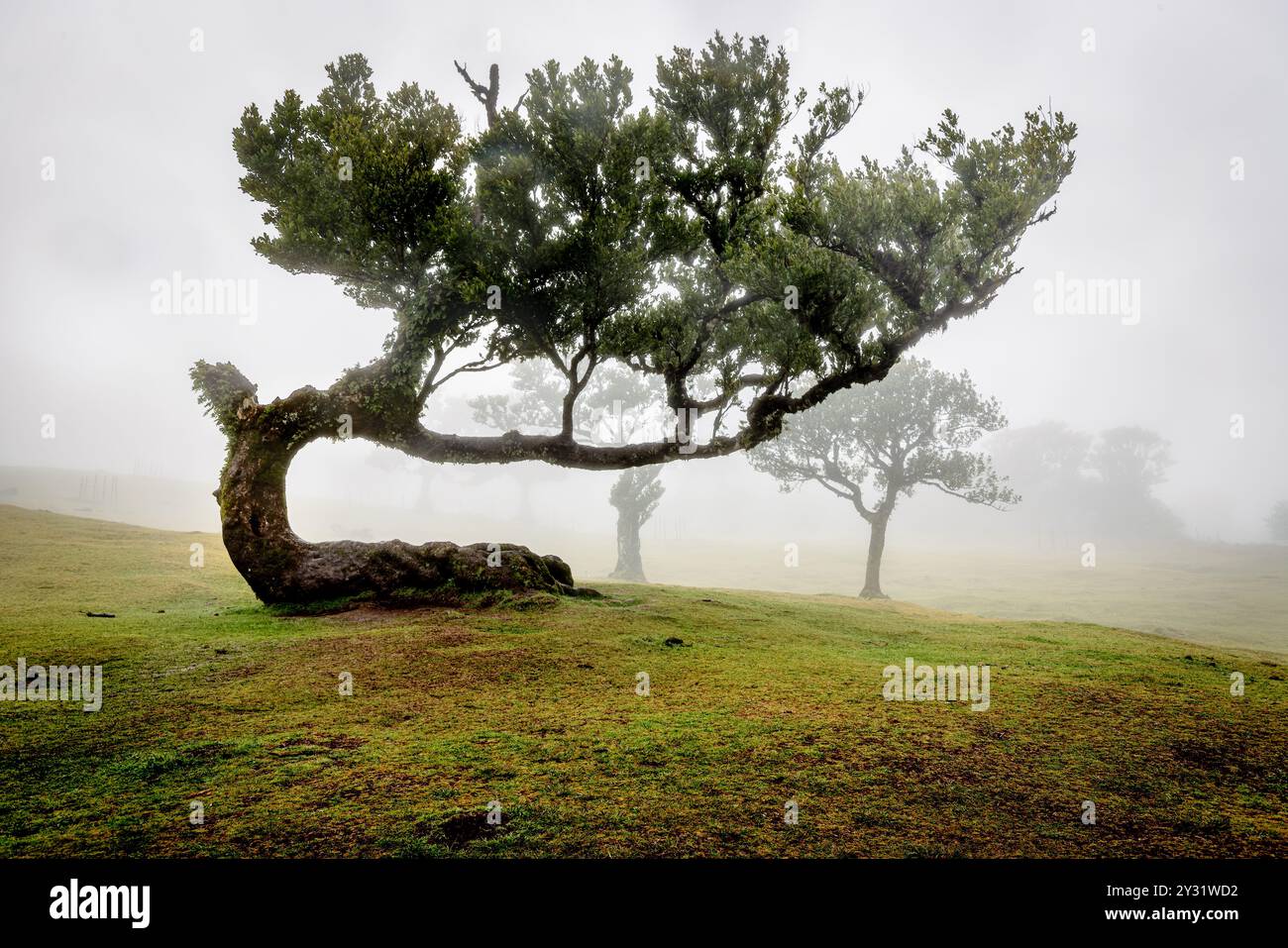 Bizarre trees in the fog in the fanal forest on Madeira, Portugal Stock ...