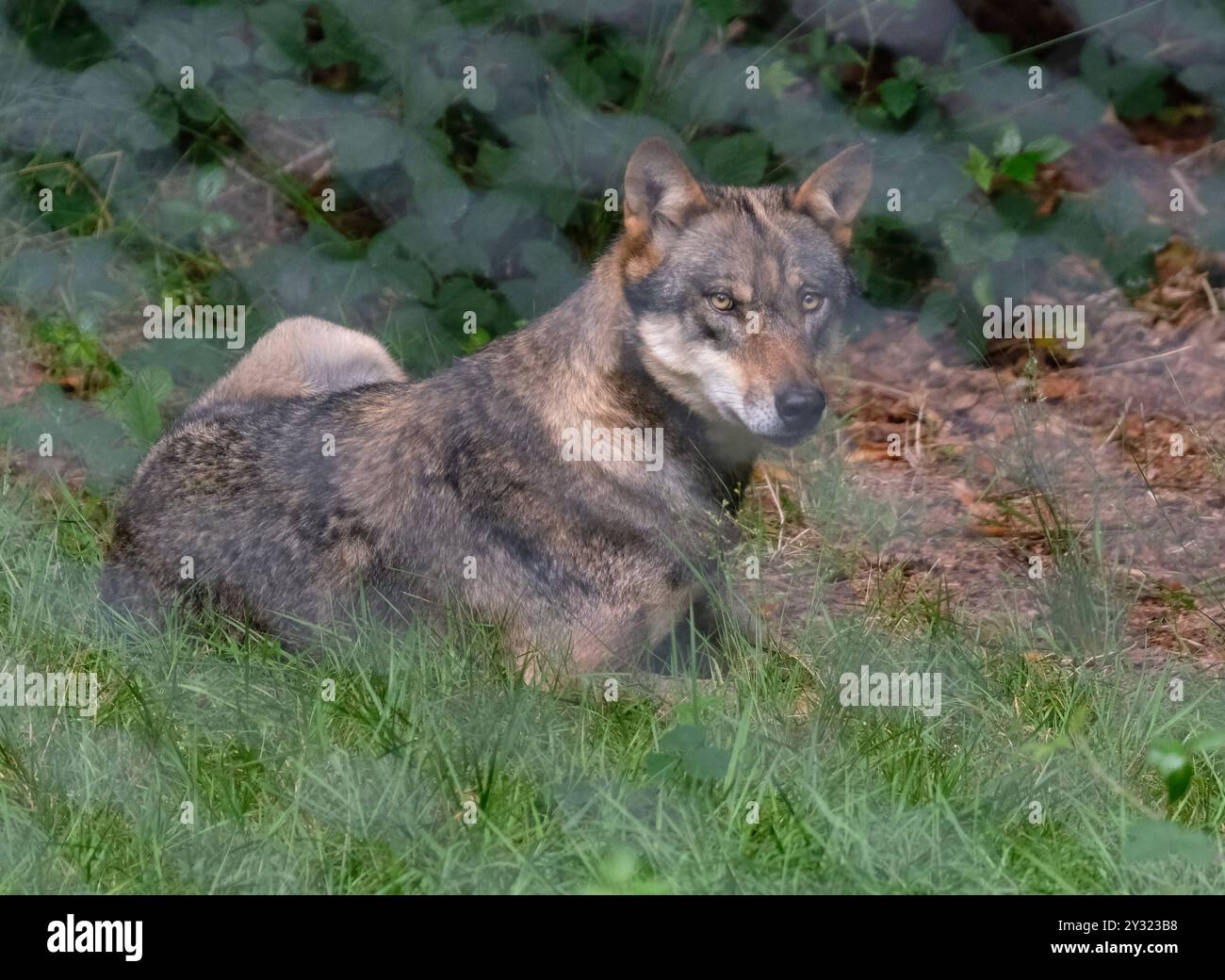 Wolf-Europaeischer Grauwolf in Deutschland in Aktion. Wolf-Grauwolf ...