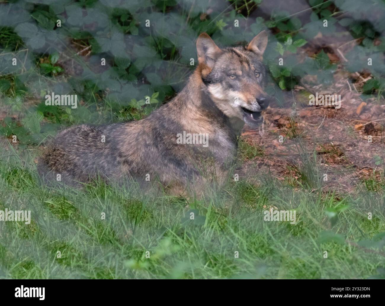 Wolf-Europaeischer Grauwolf in Deutschland in Aktion. Wolf-Grauwolf ...