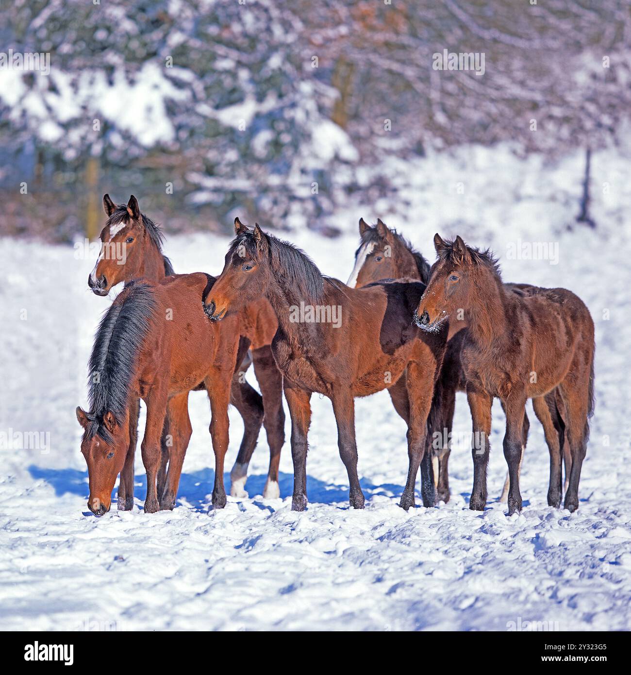 Holstein foals in their first winter Stock Photo - Alamy