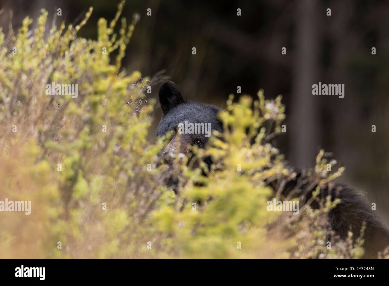 A black bear partially hidden behind bushes in a forest, capturing the ...