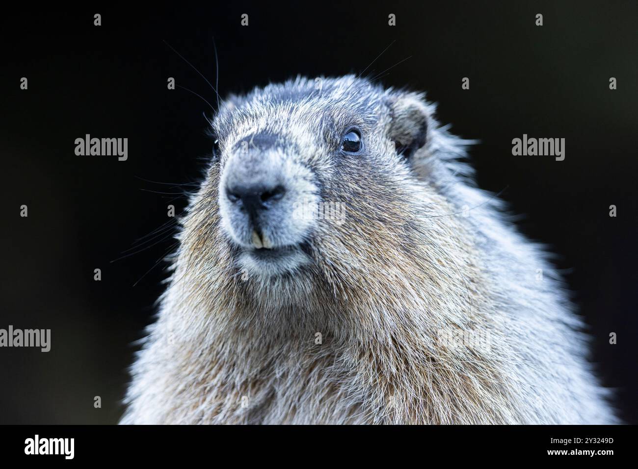Close up marmot detailed hi-res stock photography and images - Alamy